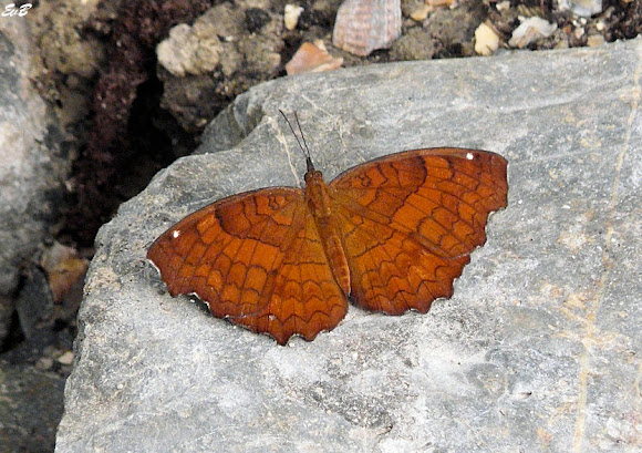 angled castor | Project Noah