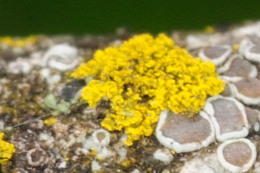 Lichens | Project Noah
