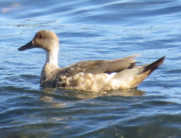 Crested Ducks | Project Noah