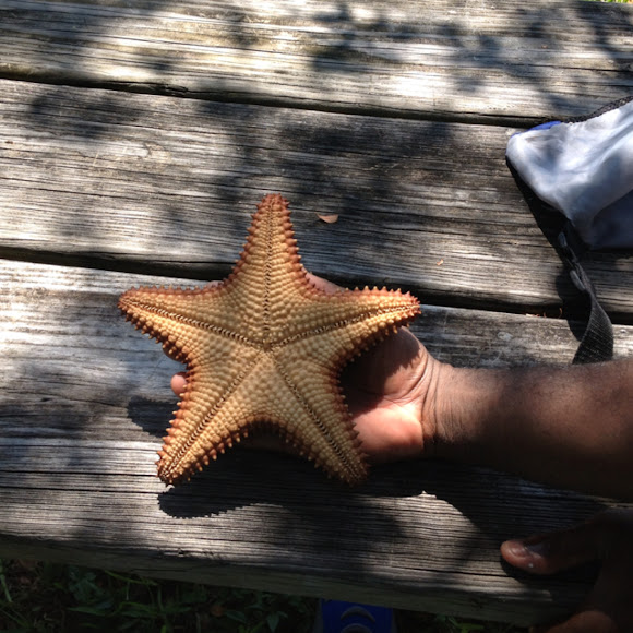 Red Cushion Sea Star | Project Noah