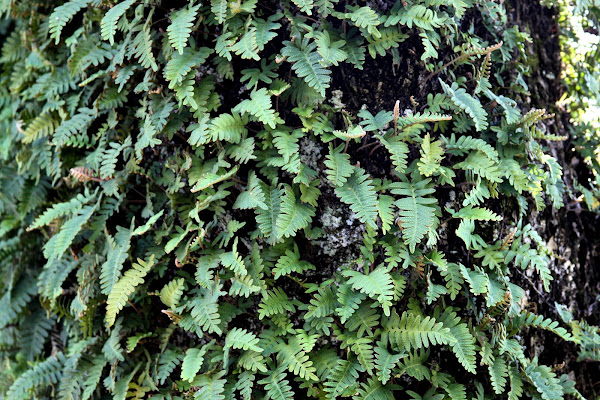 Resurrection Fern | Project Noah