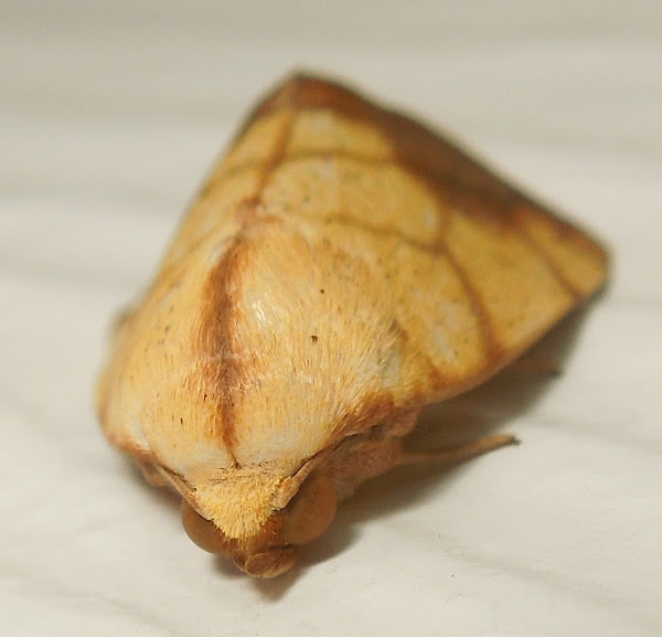 Transverse Moth | Project Noah