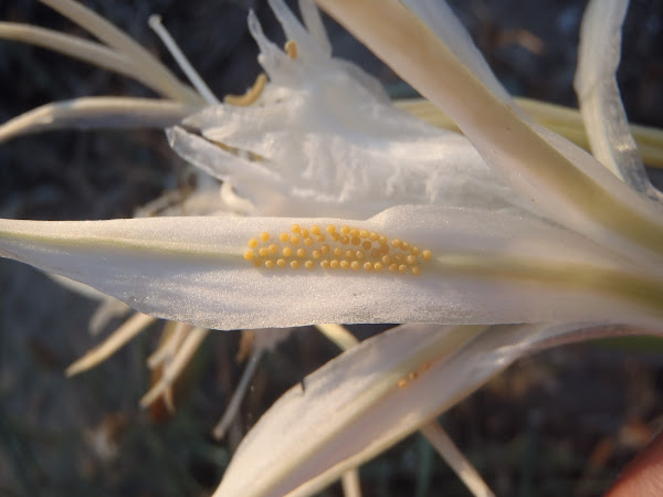 Lily Borer | Project Noah