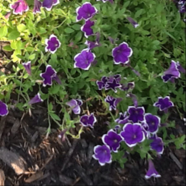 Trailing Petunia | Project Noah
