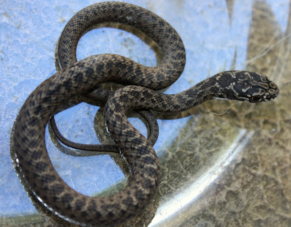 Viperine water snake,Cobra de água viperina | Project Noah