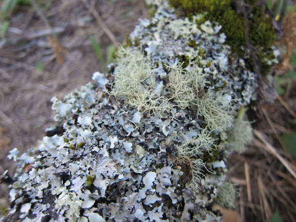 Lichen | Project Noah