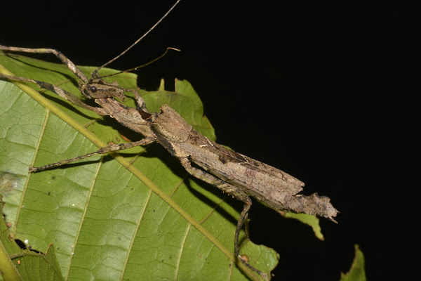 Stick Insect, Phasmid - Female | Project Noah