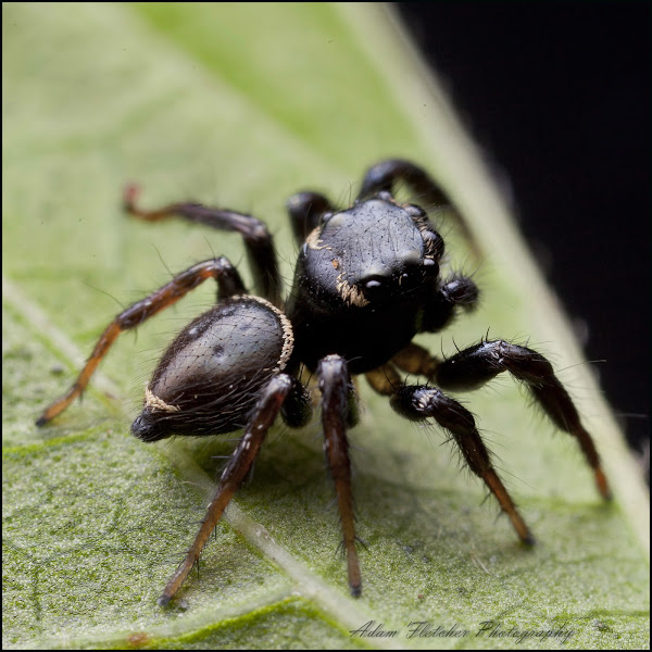 Round Ant Eater | Project Noah
