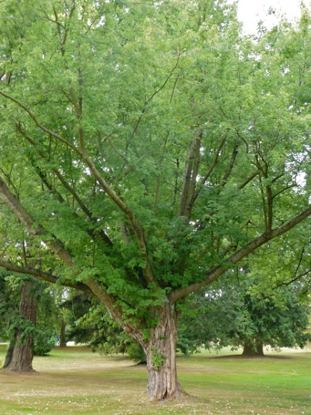 Silver Maple | Project Noah