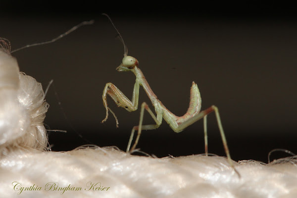 Praying Mantis nymph | Project Noah