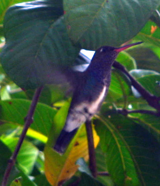 Sapphire-spangled Emerald | Project Noah