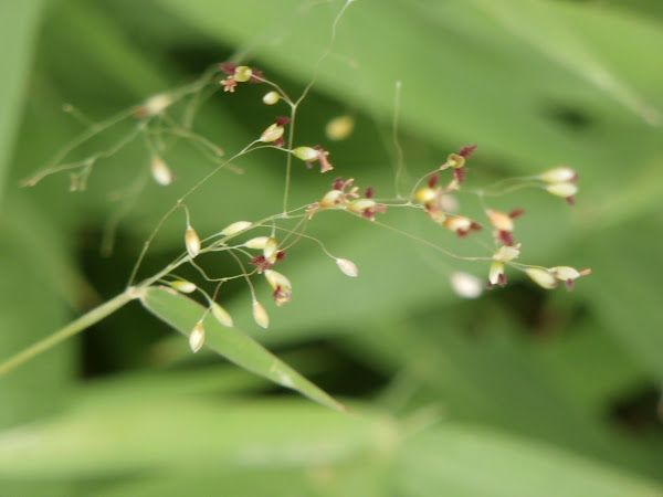 Love Grass, Japanese Love Grass, 鲫鱼草 | Project Noah