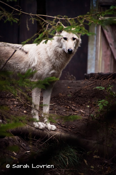 Grey Wolf | Project Noah