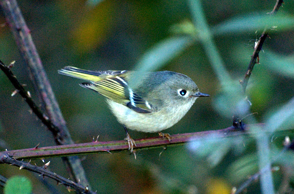 Ruby-crowned Kinglet | Project Noah