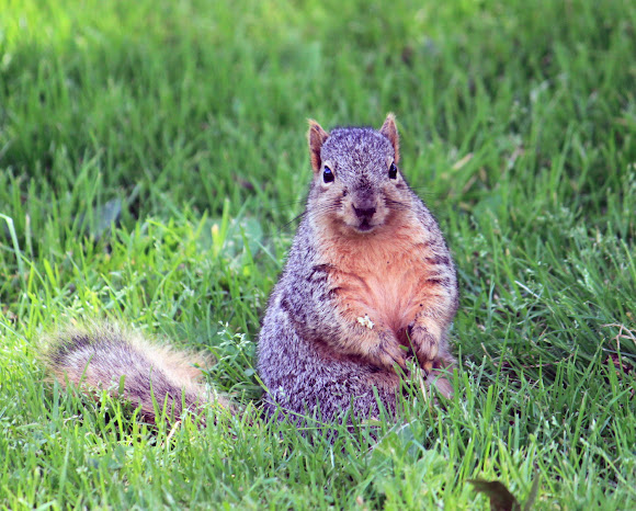 Fox Squirrel | Project Noah