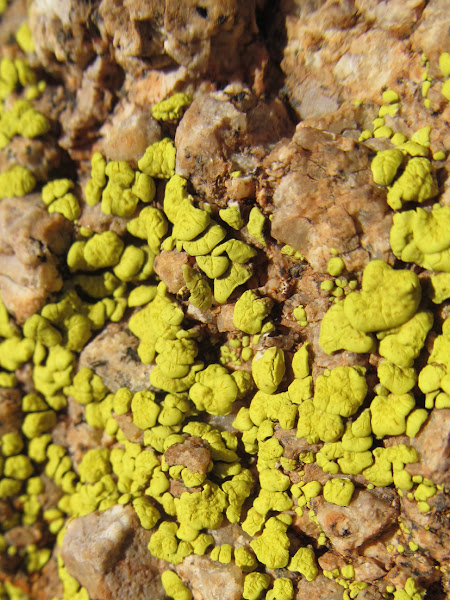 Lichen | Project Noah