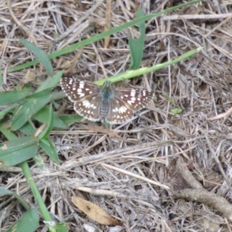 White Checkered Skipper | Project Noah