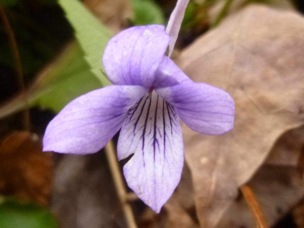 Long-spurred Violet | Project Noah