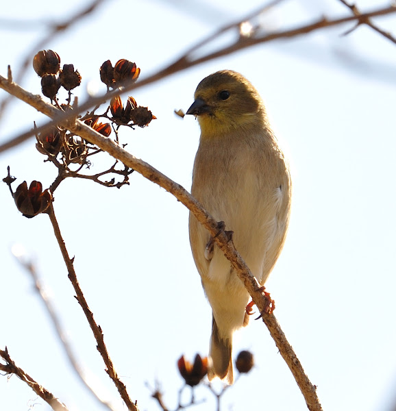 American Goldfinches | Project Noah