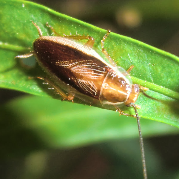 Orange-brown Bush Cockroach | Project Noah