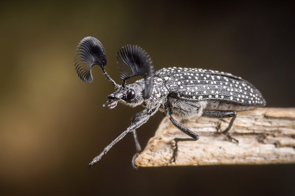 Male Feather-horned Beetle | Project Noah