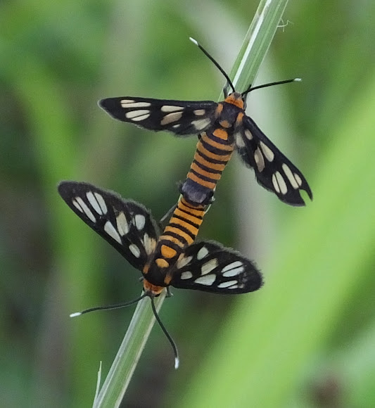 Amata Wasp Moth | Project Noah