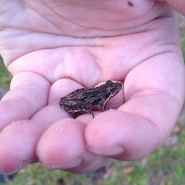 Florida Cricket Frog | Project Noah