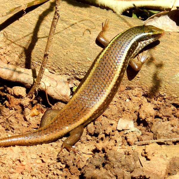 Indian Forest Skink | Project Noah