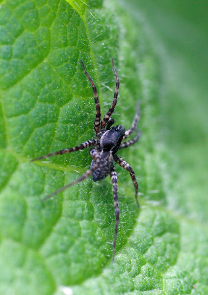 Wolfspin - Pardosa sp.? | Project Noah