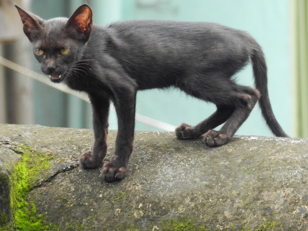 Black Cat | Project Noah