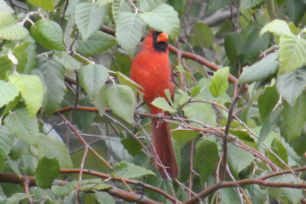 Northern Cardinal (male) | Project Noah