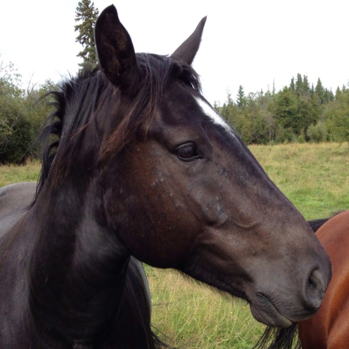 American Quarter Horse | Project Noah