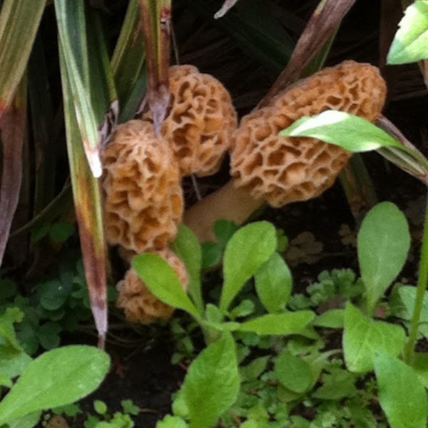 Morchella | Project Noah