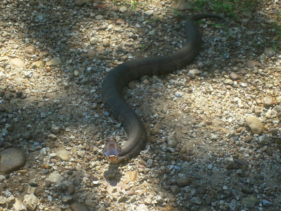 Cottonmouth (Water Moccasin) | Project Noah