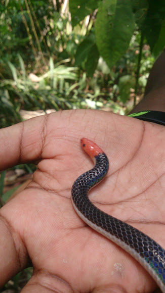 Digging Snake | Project Noah