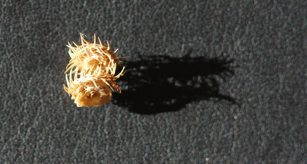 Spotting | Project Noah