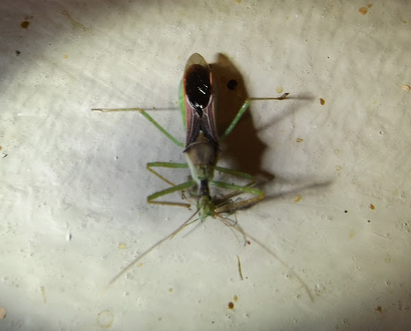 Leafhopper Assassin Bug | Project Noah