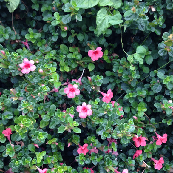 Coral Creeper | Project Noah