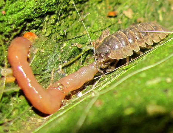 (common) pill-bug or pill woodlouse | Project Noah