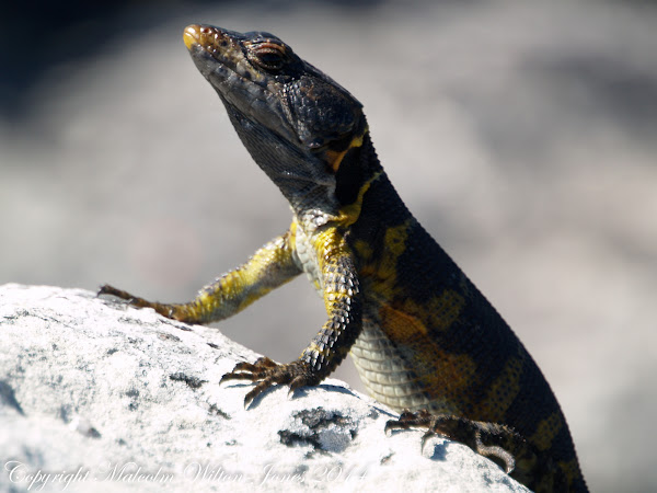 Crag Lizard | Project Noah