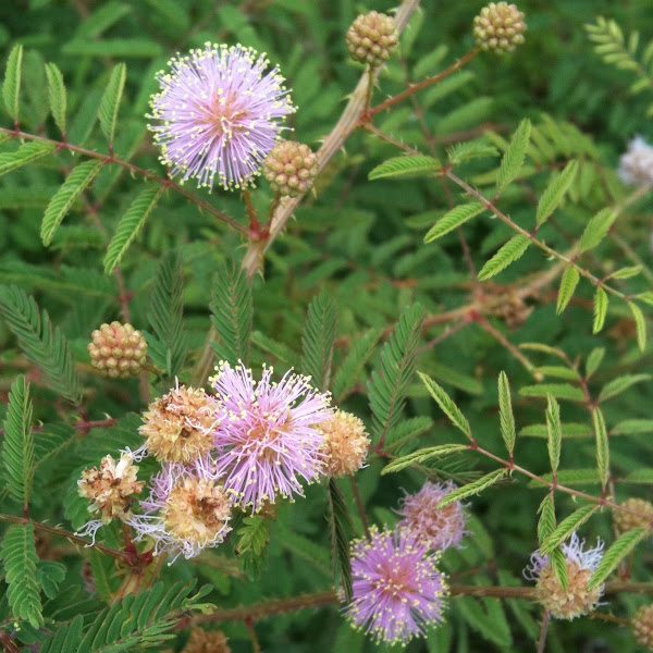 Sensitive briar | Project Noah