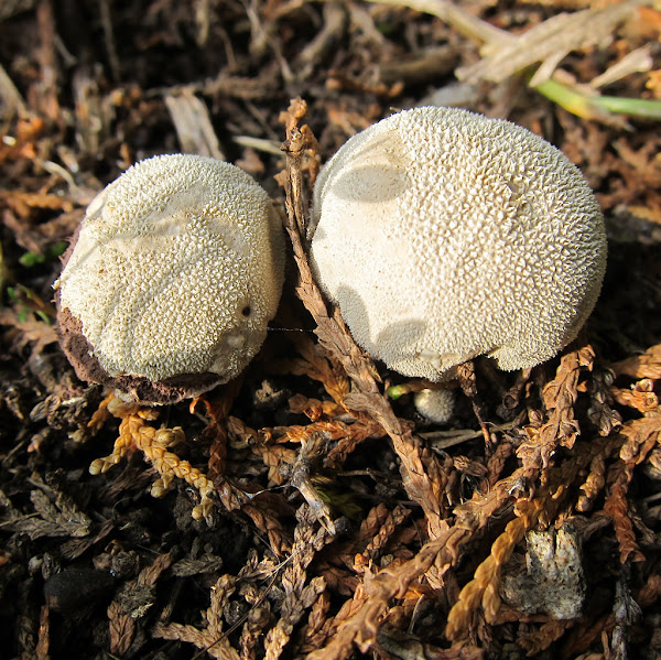 Puffballs | Project Noah