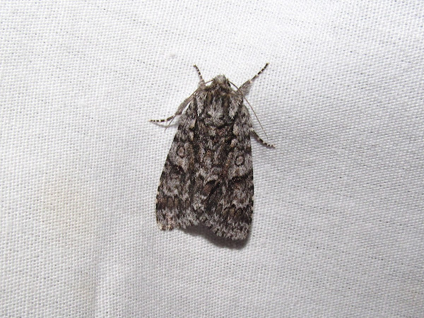 Acronicta sp. | Project Noah