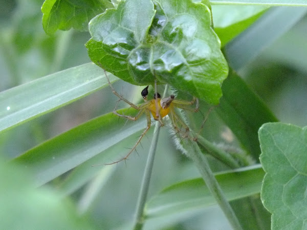 Burmese Lynx spider | Project Noah