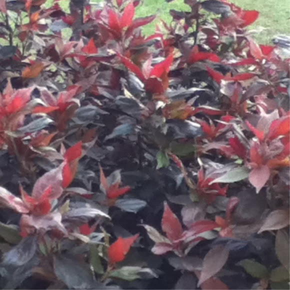 Spotting | Project Noah