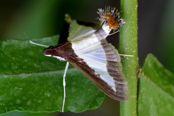 Cucumber Moth | Project Noah