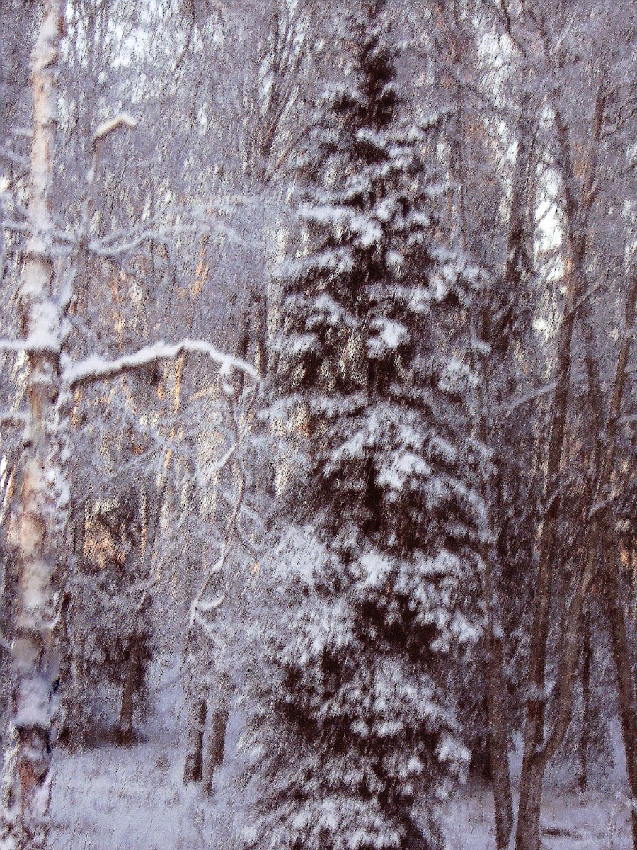 Spruce Tree | Project Noah