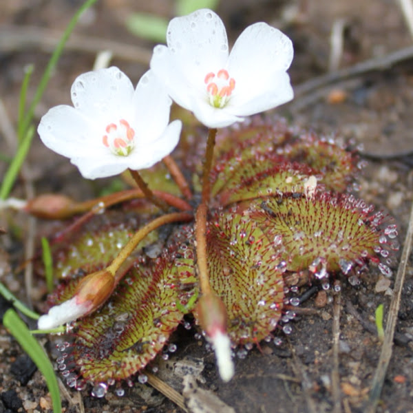 Red Leaved Sundew | Project Noah