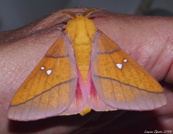 Silk Moth | Project Noah