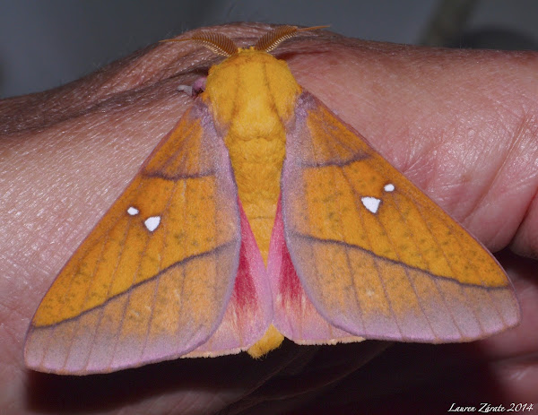 Silk Moth | Project Noah
